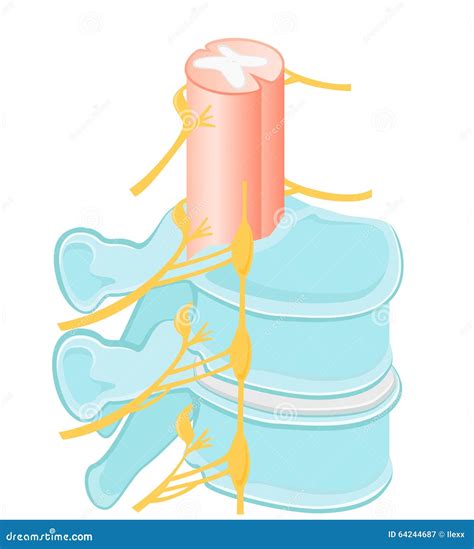 Reticular Structure Of A Lamellae Vintage Illustration Cartoon Vector