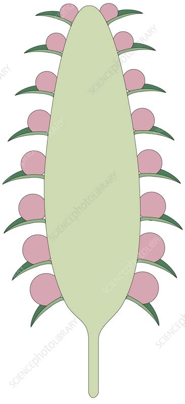 Spadix Illustration Stock Image C061 5338 Science Photo Library