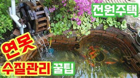 전원주택연못비단잉어수질관리꿀팁굴껍데기를 연못에물을 중성으로 유지시켜준다고~비단잉어키우기 Youtube