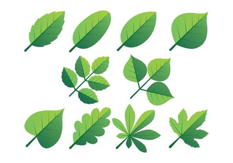 Tree Leaves Vector Art Icons And Graphics For Free Download Tree Leaves Vector Art Icons And Graphics For Free Download
