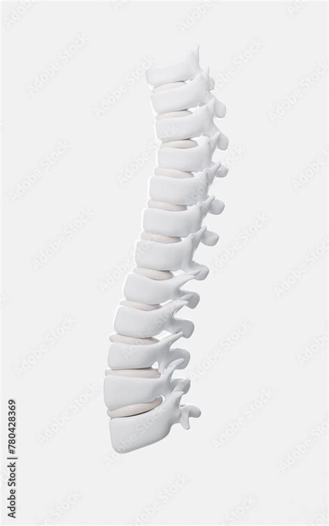 Human Spine Model Specification For Human Vertebrae Model 3d