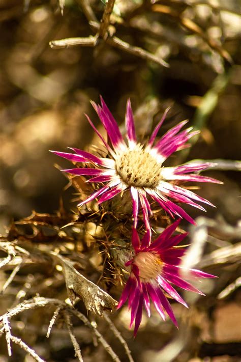 Flowers Dry Flora Free Photo On Pixabay Pixabay Flowers Dry Flora Free Photo On Pixabay Pixabay