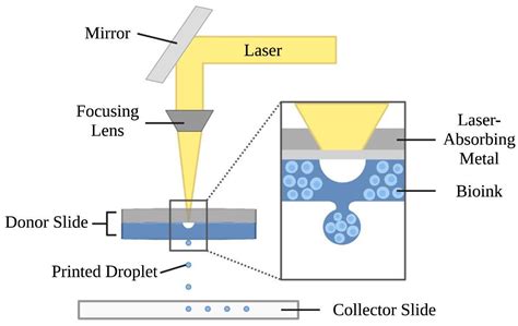 Advances In 3d Bioprinting Techniques Applications And Future Directions For Cardiac Tissue