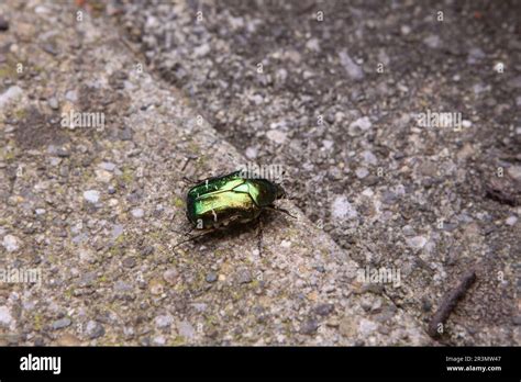 Cetonia Aurata Green Rose Chafer With Beautiful Green Golden Shiny