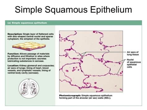 Epithelium Cells Tissues And Histology