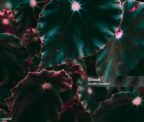 열대 환경과 숲에서 다른 이국적인 식물 2020 추세의 색상 아쿠아 멘테 무성한 용암과 팬텀 블루 분홍색 식물 꽃 잎과 열대 녹색 색상 2020년에 대한 스톡 사진 및 기타