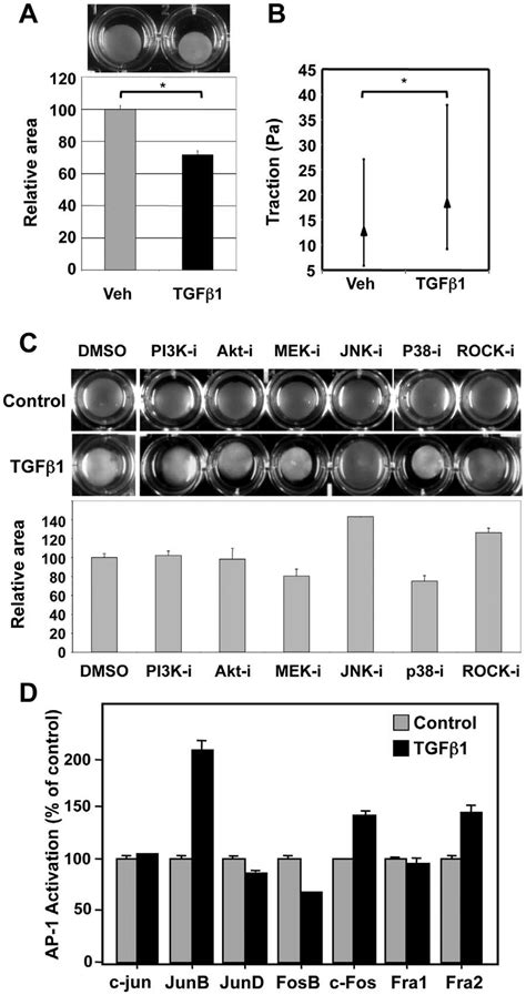 Tgfb1 Induces Contractility In Bladder Smooth Muscle Cells Bsmc A