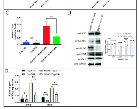 Ns1 Inhibits The Activation Of Ifn β And Irf3 Promoters By The Card Of