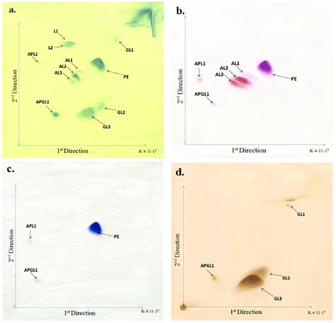 Two Dimensional Thin Layer Chromatograms Of The Polar Lipids From Download Scientific Diagram