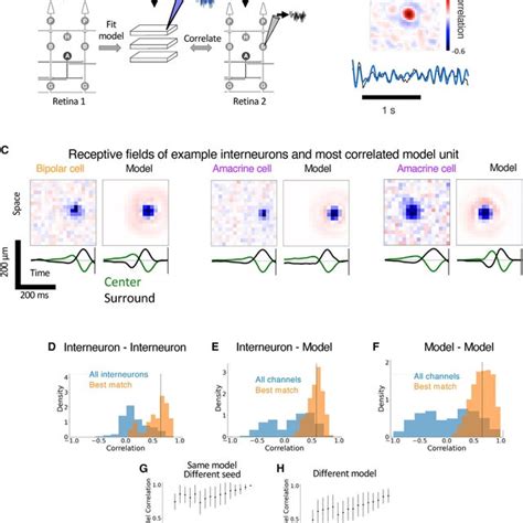 Model Internal Units Are Correlated With Interneuron Responses A Download Scientific Diagram