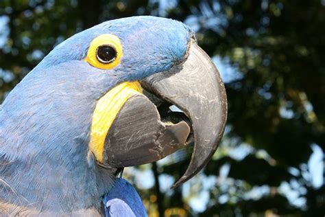 Bird Object Detection Dataset And Pre Trained Model By Project