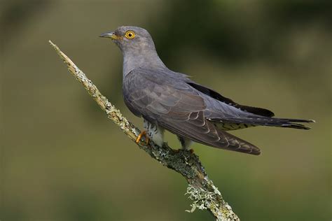 Details Common Cuckoo Birdguides