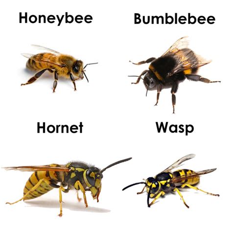 Hornet Vs Wasp Size Are Murder Hornets Really As Scary As They