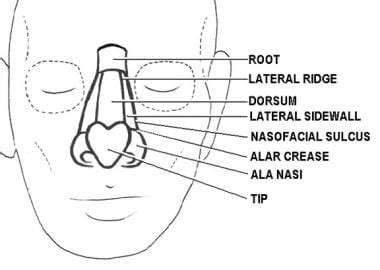 Facial Anatomy In Cutaneous Surgery Skin Tension Lines Cosmetic Units