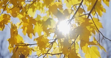 가을 가을 노란색 가을 분위기 가을 색 가을 숲 가을 풍경 가지 계절 고요함 골드 공원 나무 나뭇잎 단풍 세부 사항 단풍나무 따뜻한 떨어지는