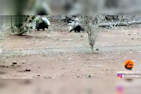 草原之王狮子欲围战豪猪场面很尴尬却无从下手，猎豹大战豪猪结局只有一个万剑穿心 豪猪 万剑 猎豹