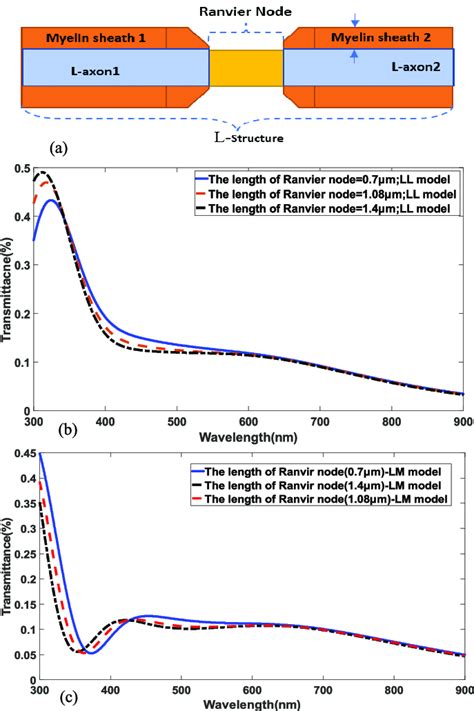 A The Schematic Of Ranvier Node Between The 2 Nerve Segment Of Nerve Download Scientific
