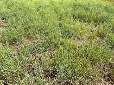 Western Wheatgrass Colorado Native Grass Guide
