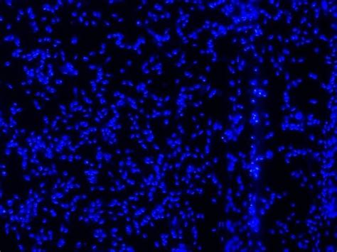 Measuring Cell Fluorescence Using Imagej