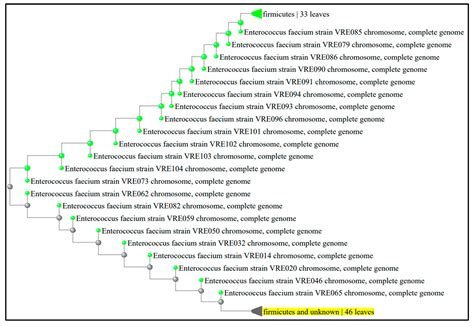 Degradation Of Ciprofloxacin In Water Using Escherichia Coli And Enterococcus Faecium