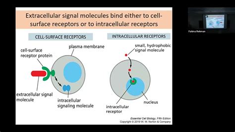 Intracellular Signalling Cell Surface Receptors Youtube