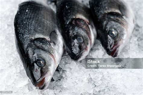 시장에서 차가운 생선 신선한 생선 흰 고기 바다로 해산물 시장 얼음 위의 물고기 가리비에 대한 스톡 사진 및 기타 이미지 가리비 검정색 배경 게 Istock
