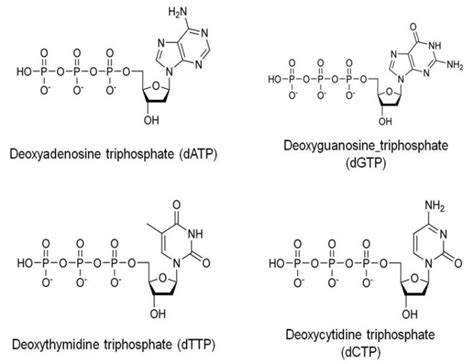 The Function Of Dntps In Pcr Reaction
