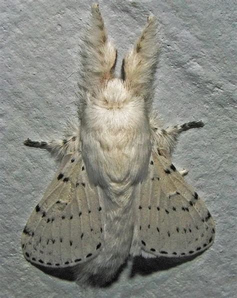 Venezuelan Poodle Moth