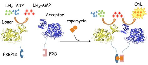 Assaying Protein Protein Interaction By The Complementation Of Firefly Luciferase Catalytic