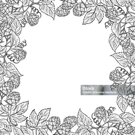 홉 가지가 있는 경계 프레임입니다 양조용 재료 손으로 그린 흑백 벡터 그래픽이 있는 그림입니다 상표 포장 포스터의 디자인을 위해 0명에 대한 스톡 벡터 아트 및 기타 이미지