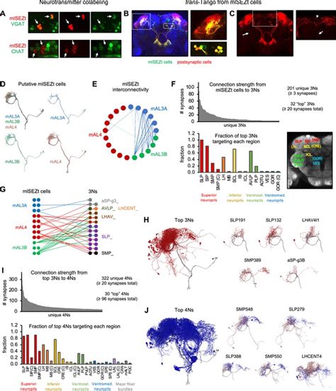 Selective Integration Of Diverse Taste Inputs Within A Single Taste Modality Elife