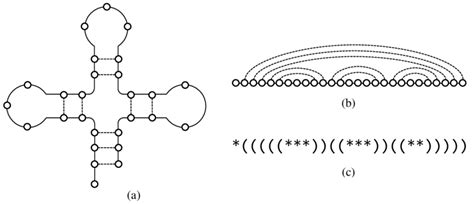 An Example Of Representing An Rna Secondary Structure Of Length N 27