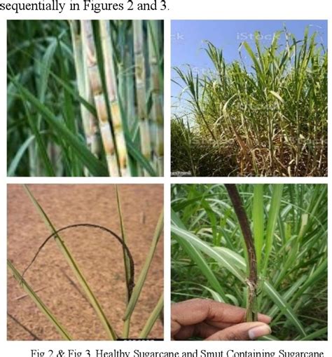 Figure 2 From The Future Of Crop Health Cnn Based Smut Disease Detection In Sugarcane