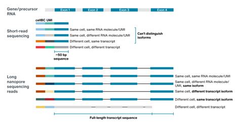 10x Single Cell Nanopore Sequencing Nxtgnt Ghent University