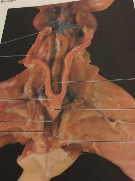 Reproductive System Of Female Rat Diagram Quizlet