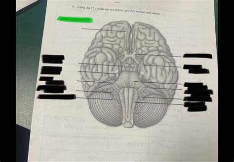 Exam 3 Anatomy Lab Flashcards Quizlet