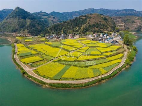 贵州岑巩：油菜花开 人民图片网