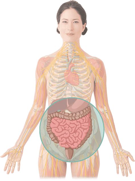 Mri Des Abdomens Bei Aristra Untersuchung Bei Experten