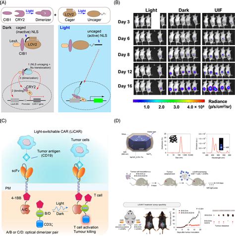 Optogenetic Control Of Car A Car Can Be Activated Through