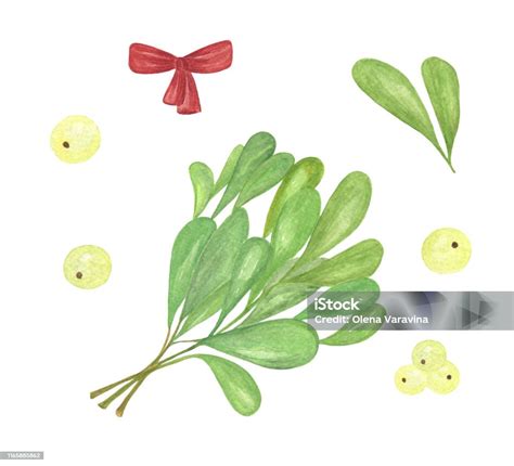 수채화 전통적인 크리스마스 겨우살이 식물 요소 손으로 그린 그림 메리 크리스마스와 새해 복 분 패턴 개체 그룹에 대한 스톡 벡터 아트 및 기타 이미지 Istock