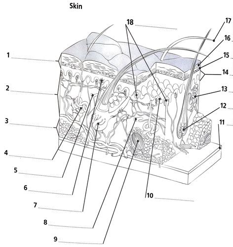 Skin Flashcards Quizlet