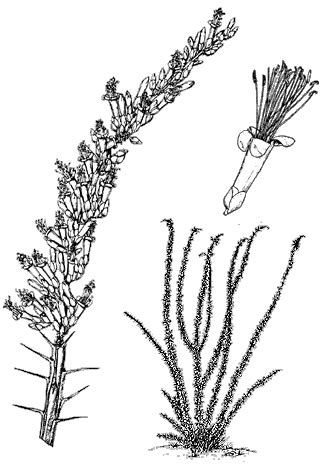 Ocotillo Flower Drawing
