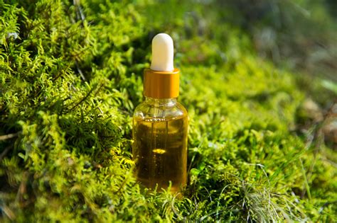 화장품 유리 보틀 숲 배경에 이끼에 기름을 바르십시오 친환경 천연물 0명에 대한 스톡 사진 및 기타 이미지 0명 Cbd 오일 건강관리와 의술 Istock