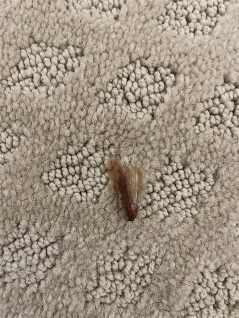 Cockroach Rwhatsthisbug