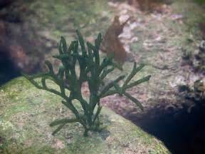 Sponge Seaweed Codium Fragile