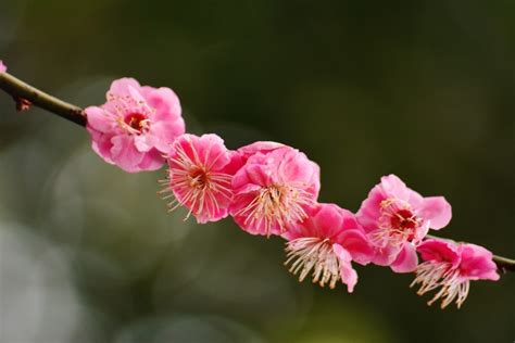 桃花朵朵开 中关村在线摄影论坛