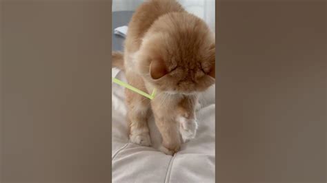 Simba Is Playing Shortvideo Youtube