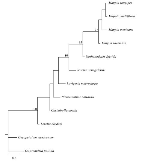 The Single Shortest Tree 90 Steps Recovered From The Parsimony