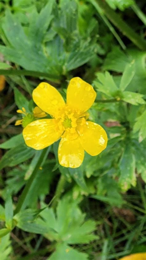 How To Grow Ranunculus Hispidus Earthone