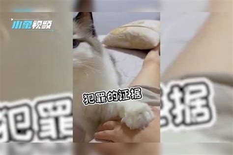 猫咪不小心踩到怀孕女主人肚子，被教育后小萌猫反应却让网友意外